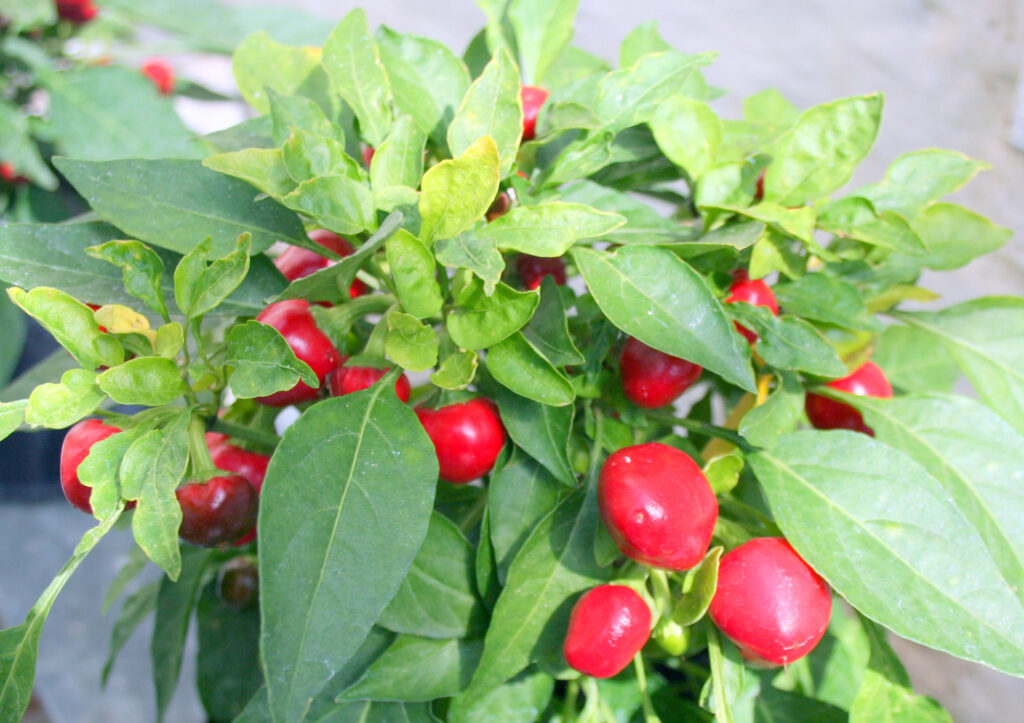 Cherry pepper
